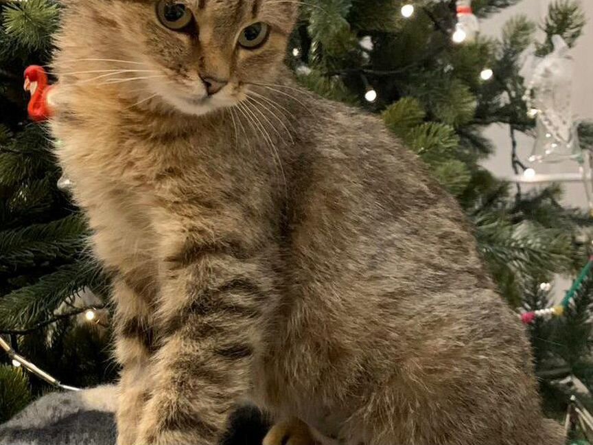 Кошка без ушка в добрые руки