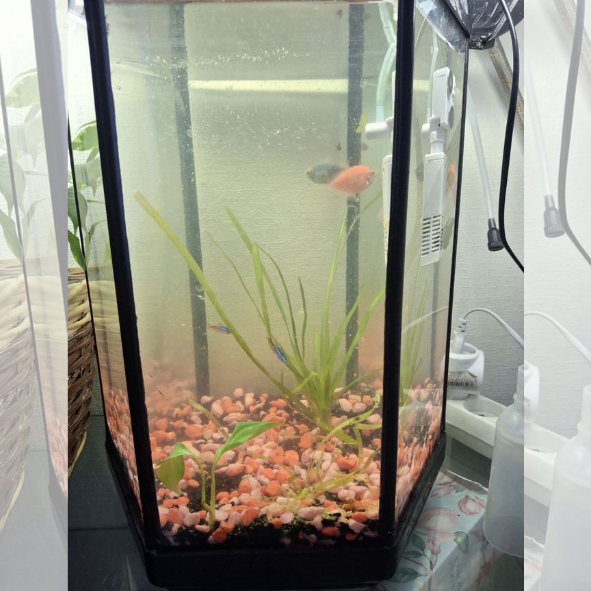 Аквариум с рыбками 20 литров