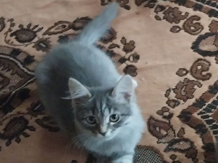 Дымчатые котята, родились в июне