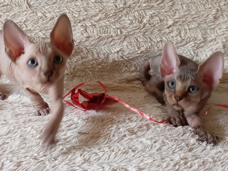 Сфинкс котята