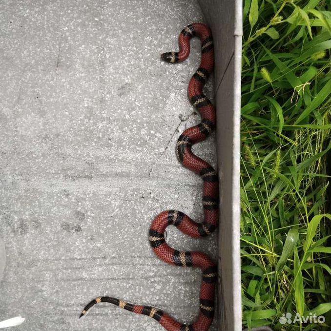 Молочная змея