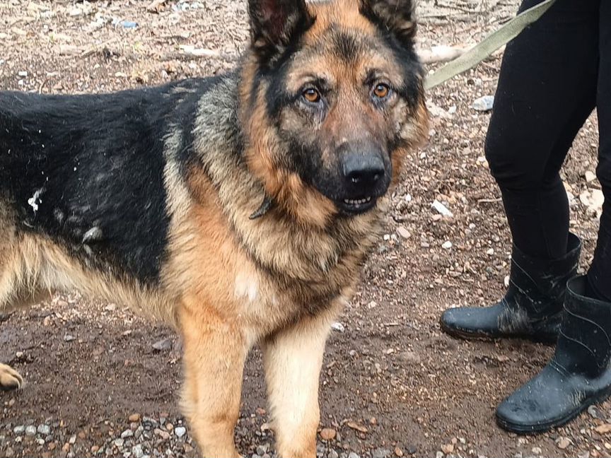 Немец в знающие руки