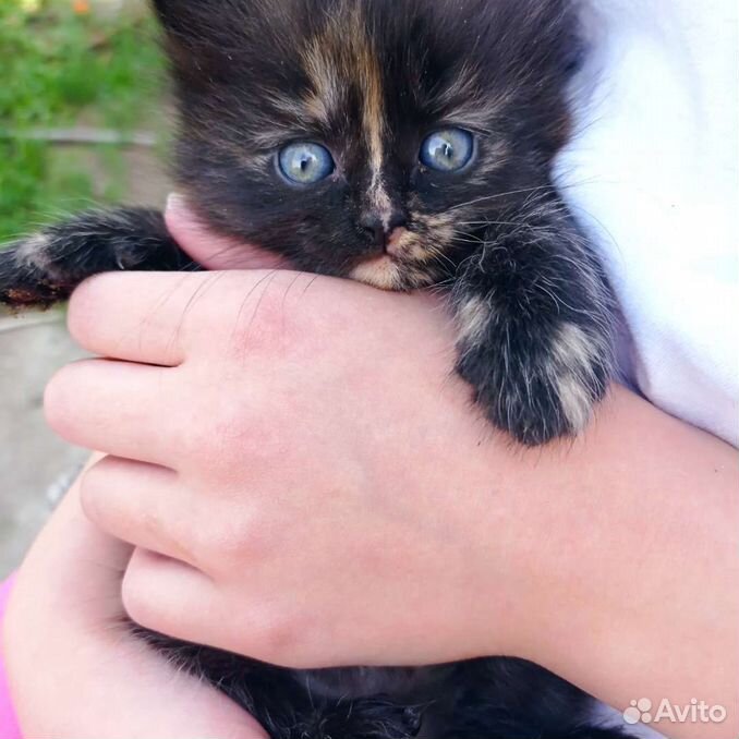 Котенок Тишка