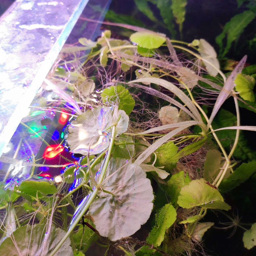 Большая прополка