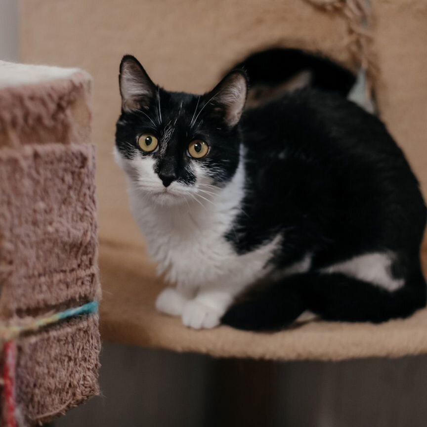 Кот Зайчик ищет дом