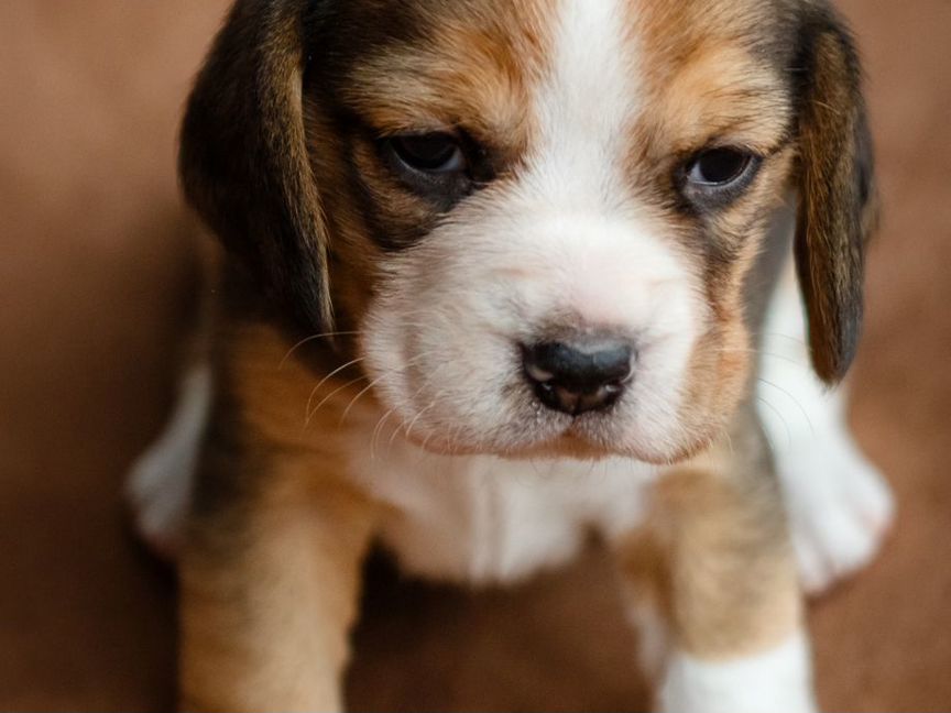 Собаки щенки бигль