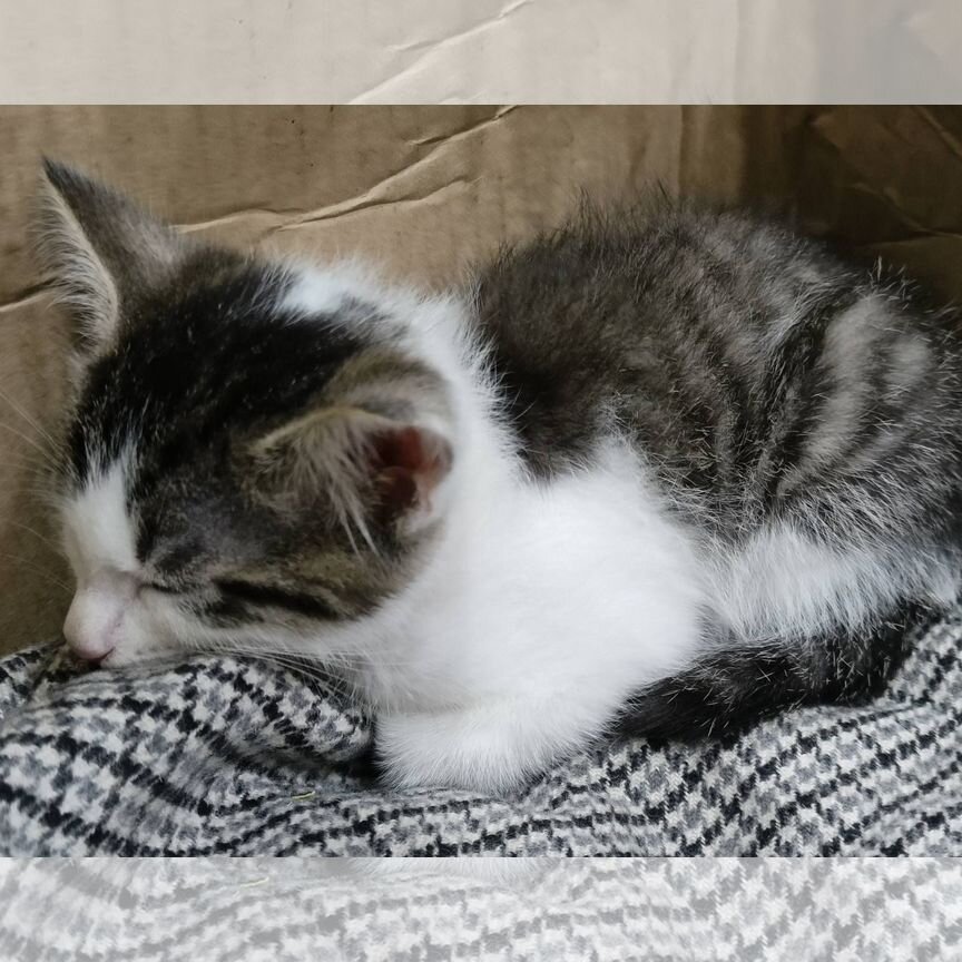 Корма для животных