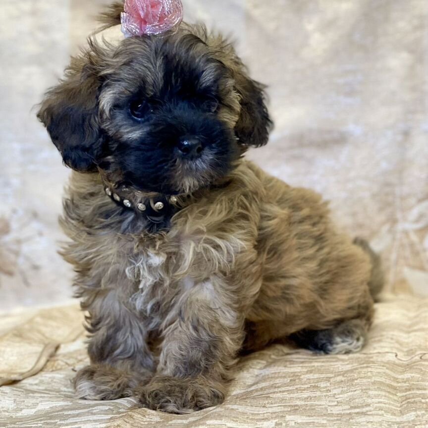 Мальтипу, щенок