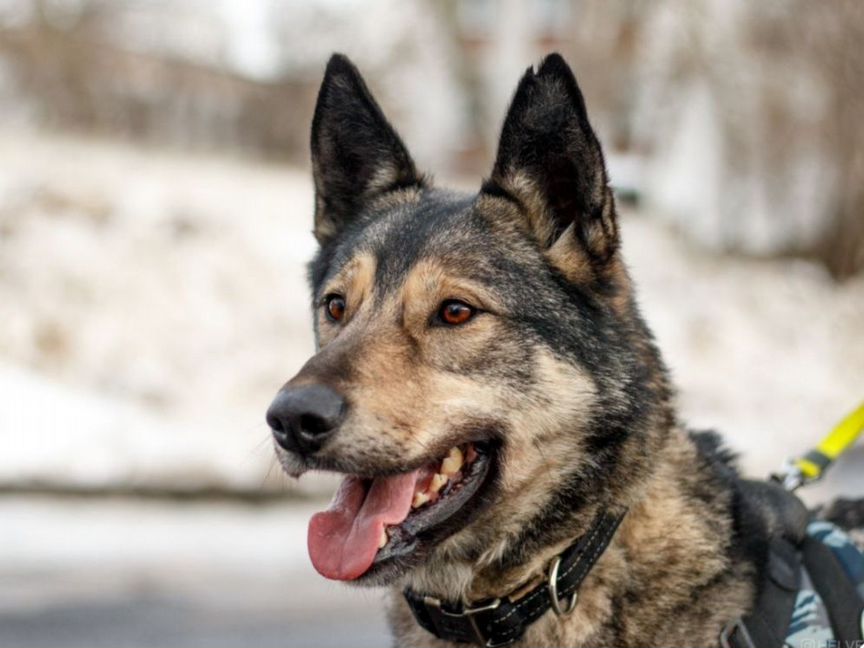 Хан ищет дом