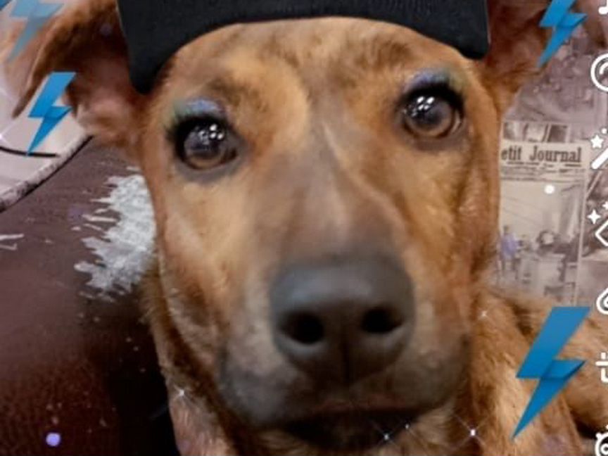 Помесь Амстаф в добрые руки 5 месяцев