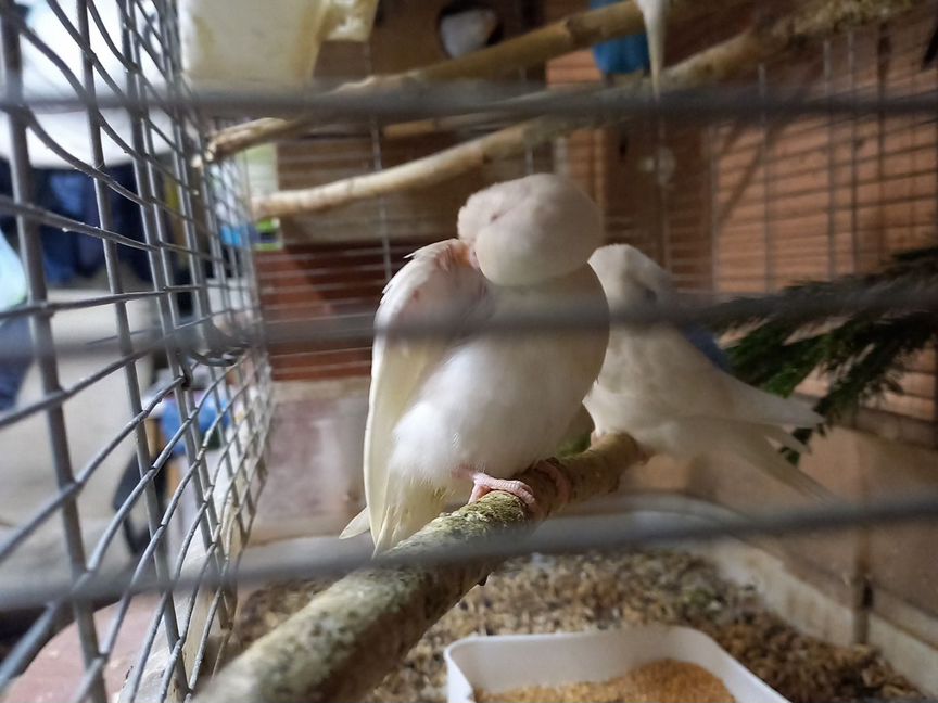 Птенцы волнистый попугай самки