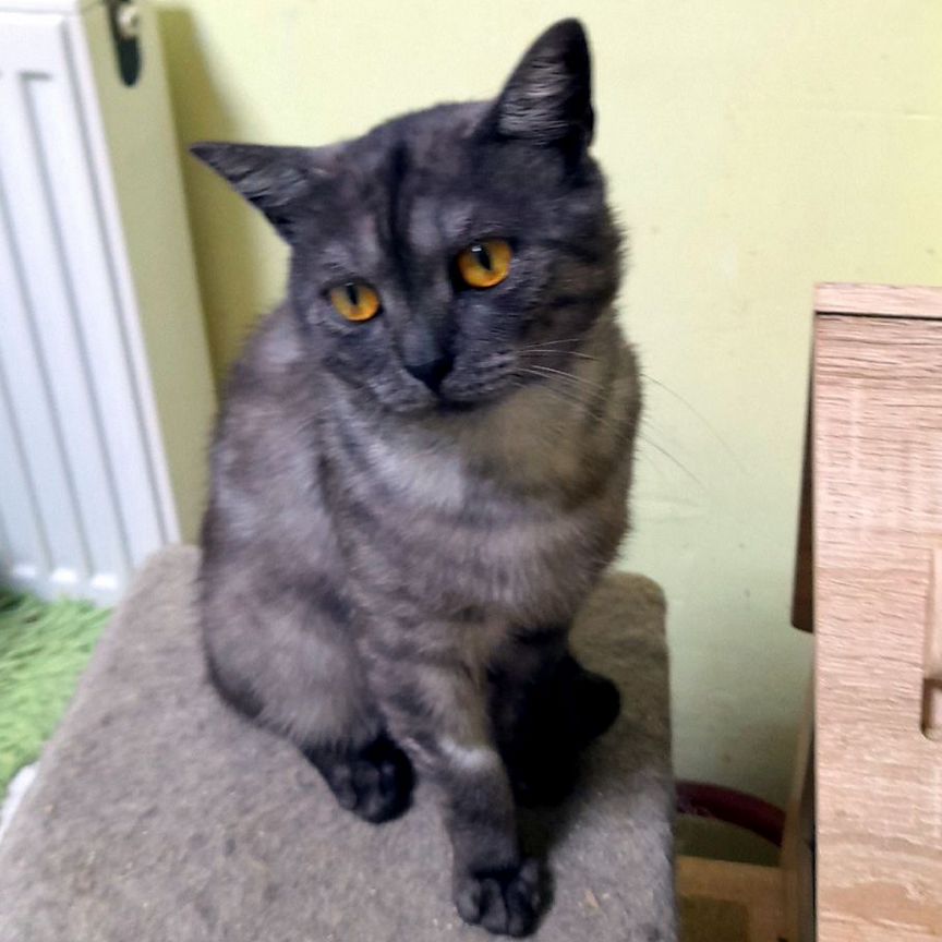 Молодой котик Космос, ему 1 год