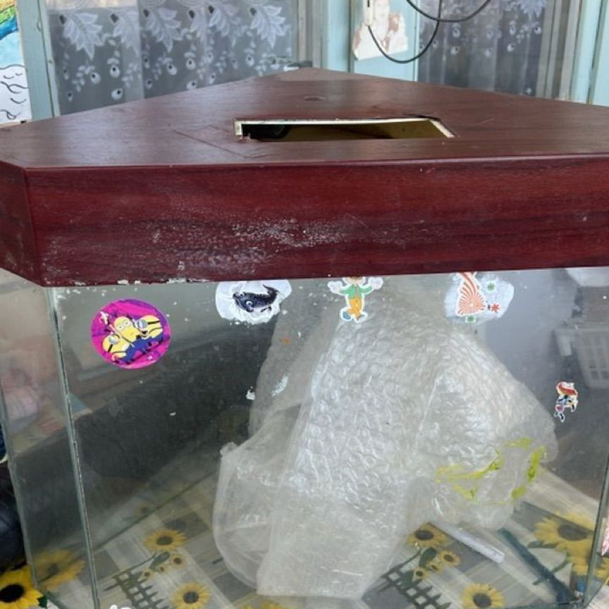 Аквариум бесплатно