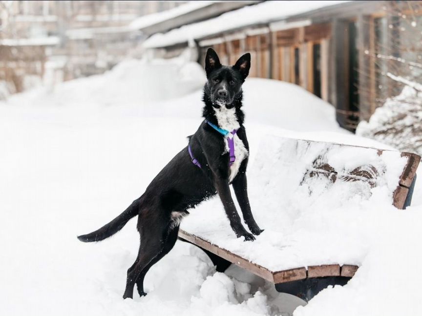 Собака в добрые руки отдам бесплатно