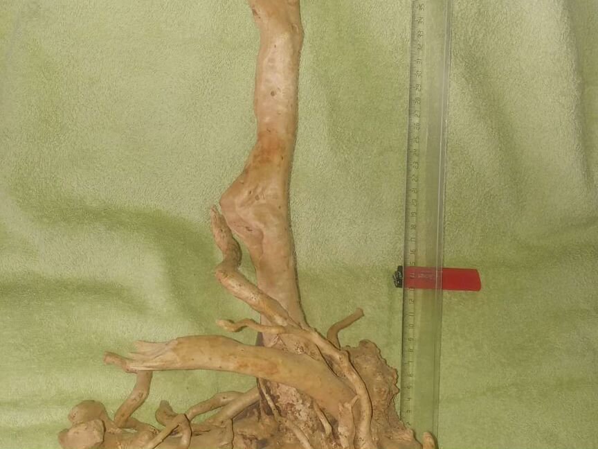 Коряги. Грунт