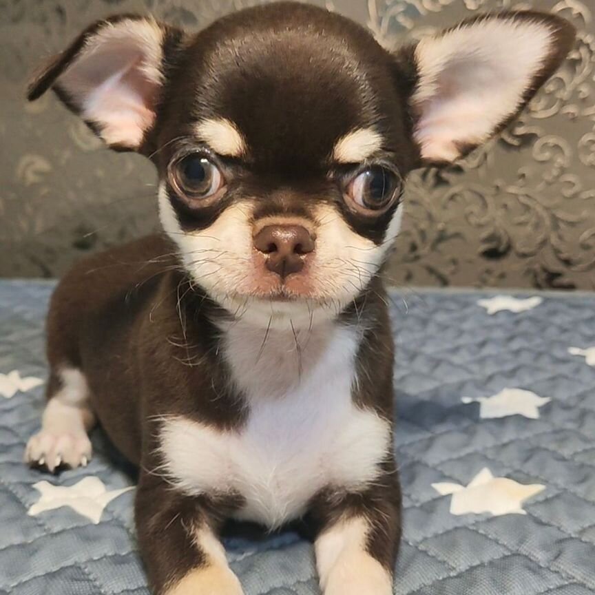 Чихуахуа Мальчик Шоколадно-Подпалый