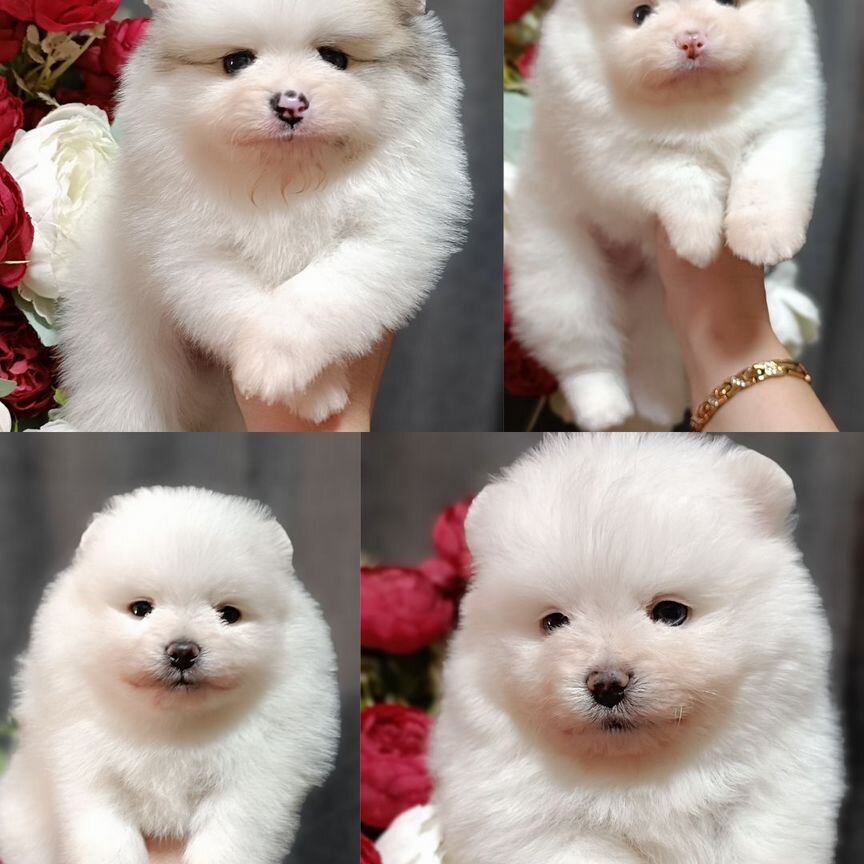 Белоснежное счастье