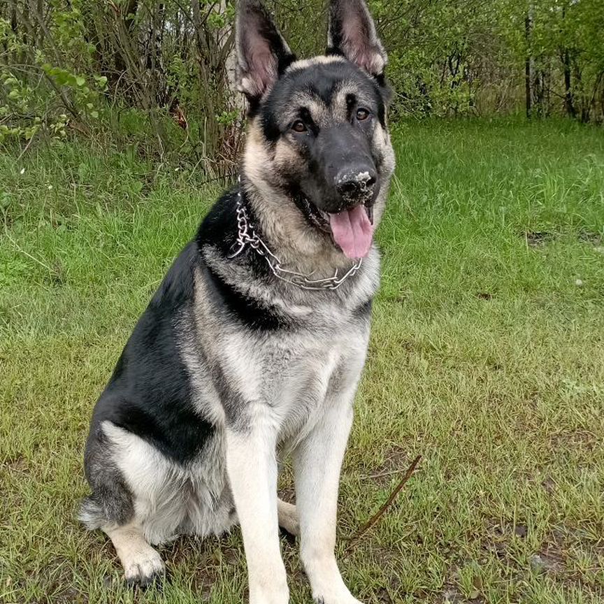 Восточная овчарка