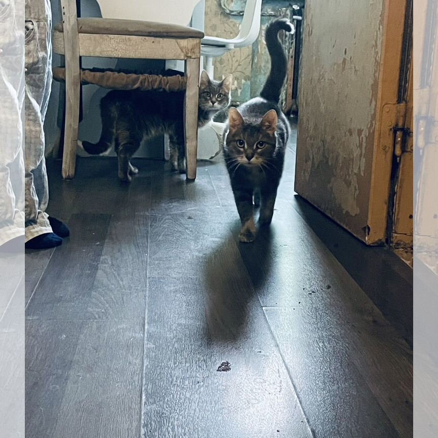 Отдам бесплатно двух кошек