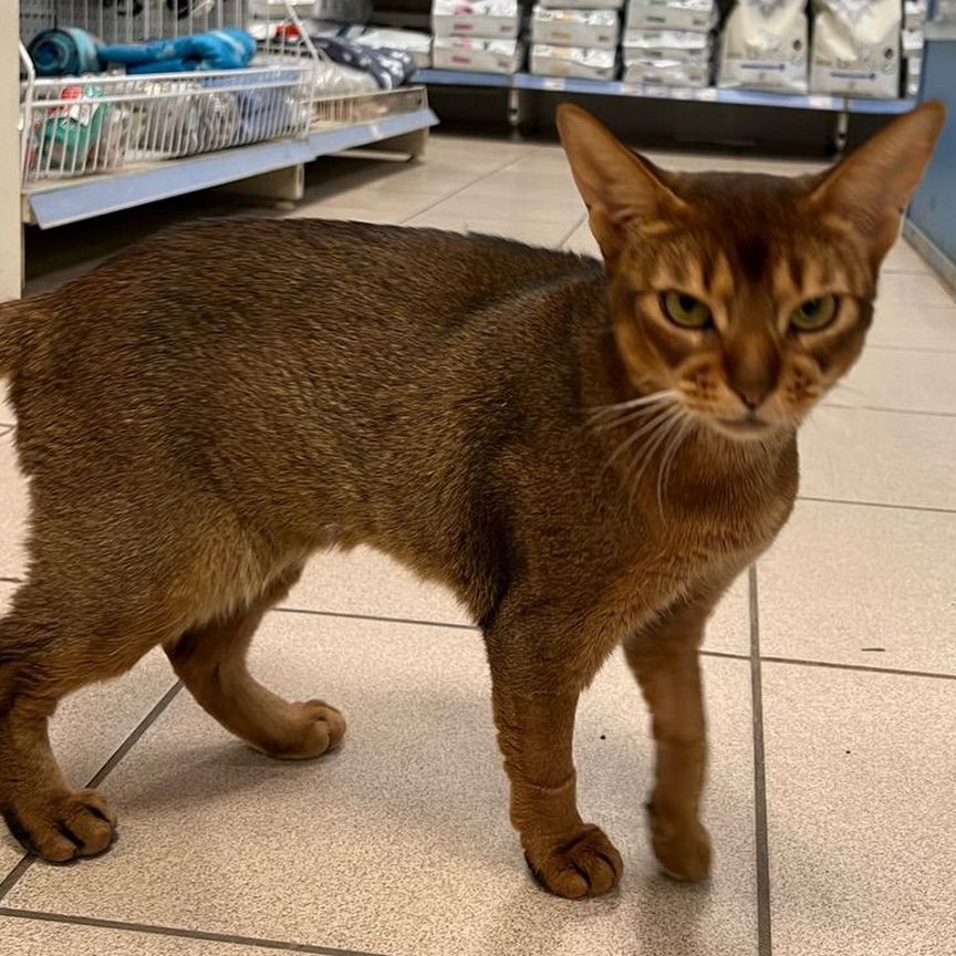 Молодая абиссинская кошечка