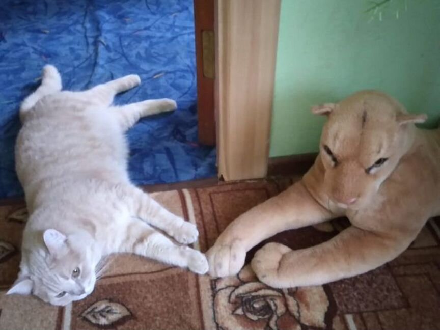 Отдам бесплатно красивого взрослого кота