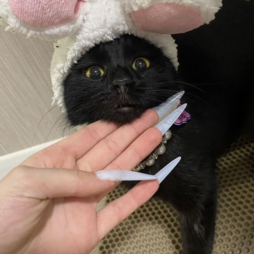 Сиамская кошечка
