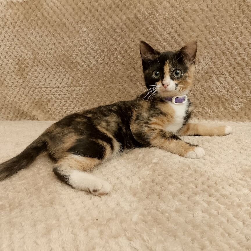 Котята мальчик и девочка бесплатно