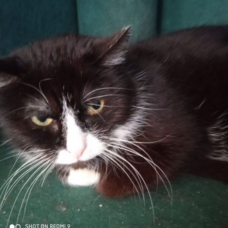 Взрослая, кошка в добрые руки