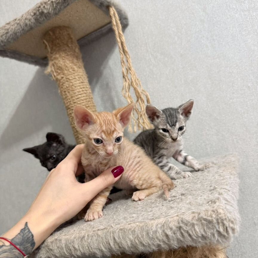 Котята сфинкс