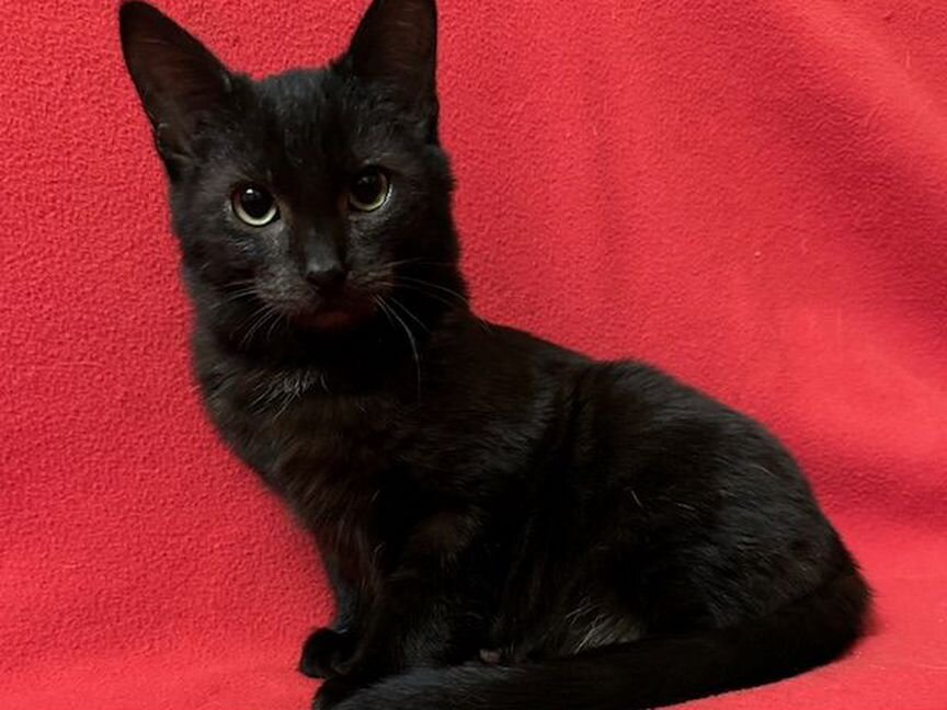 Котенок темный шоколад в добрые руки