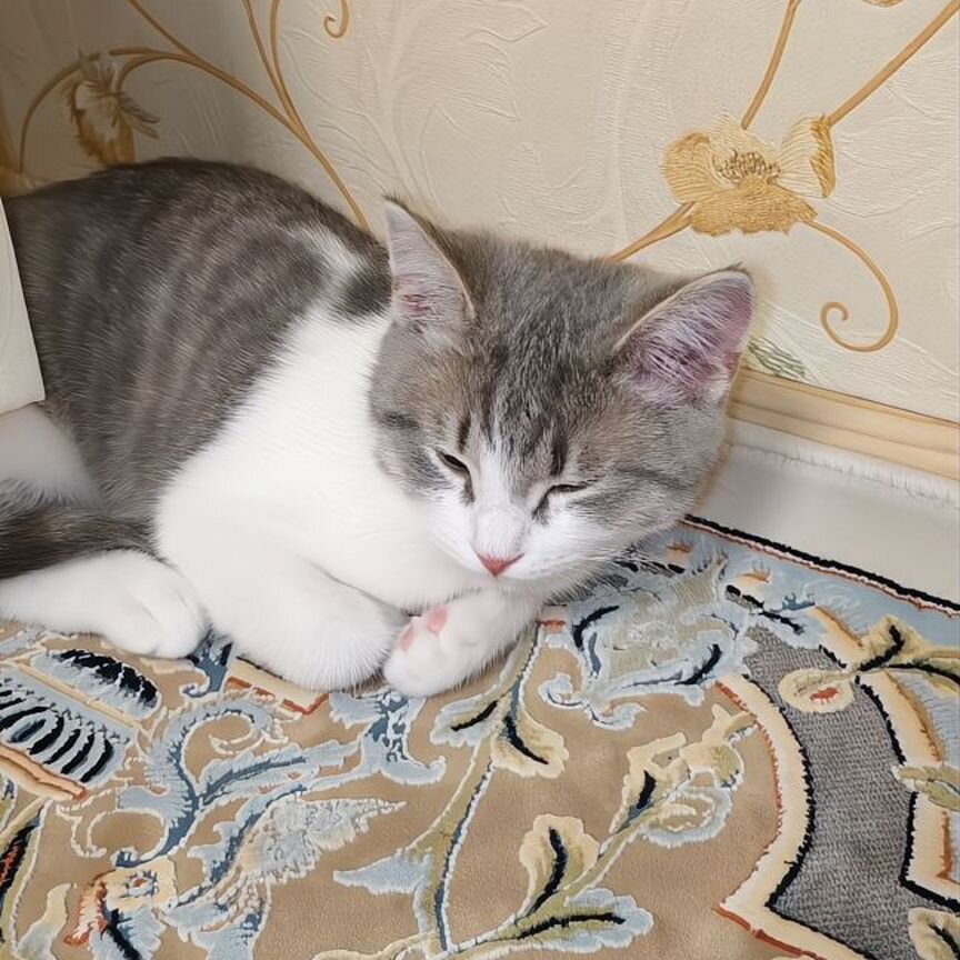 Котёнок в добрые руки