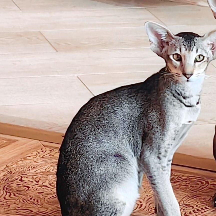 Кот ищет дом