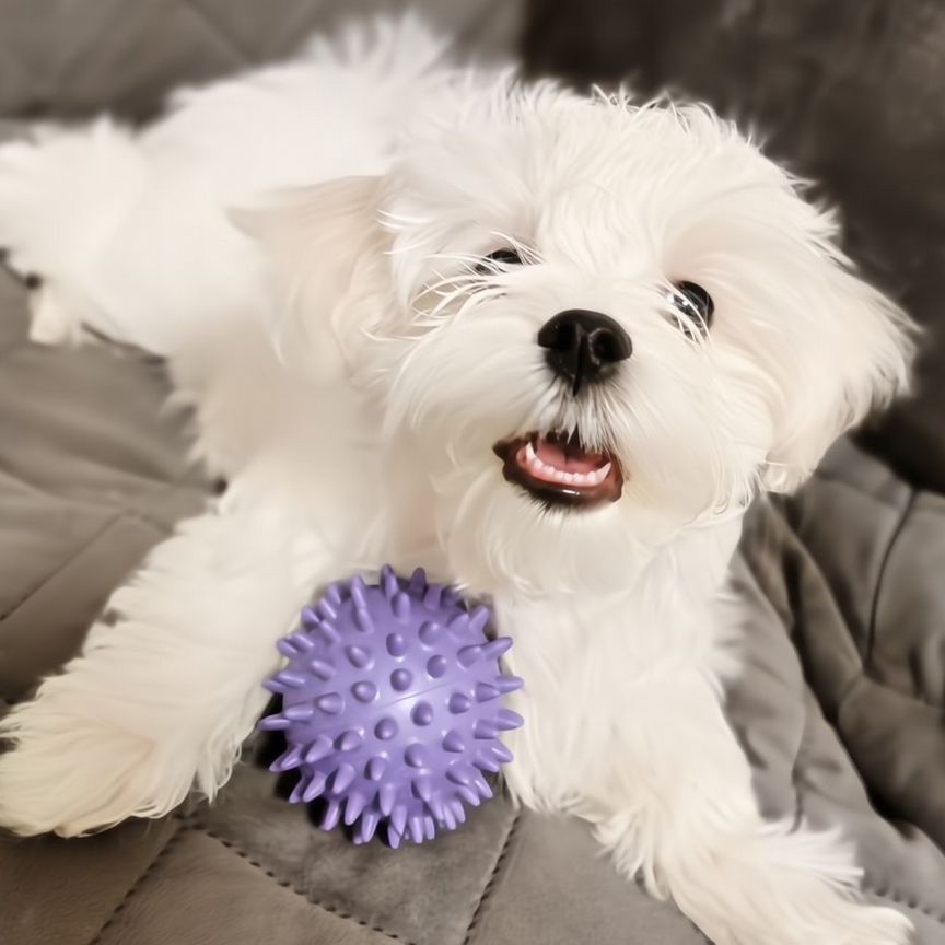 Мальтийская болонка, щенок