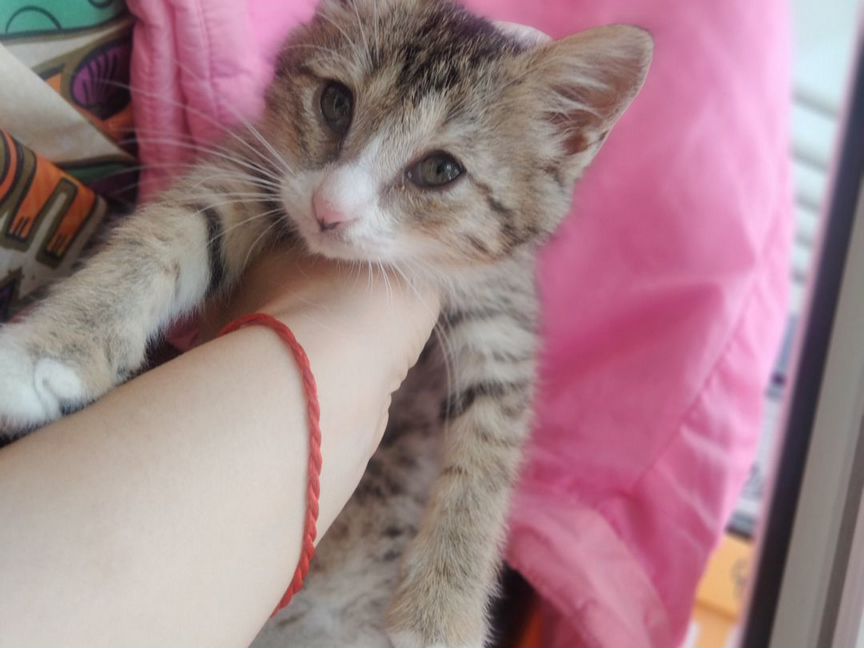 Кошечка 2.5 мес