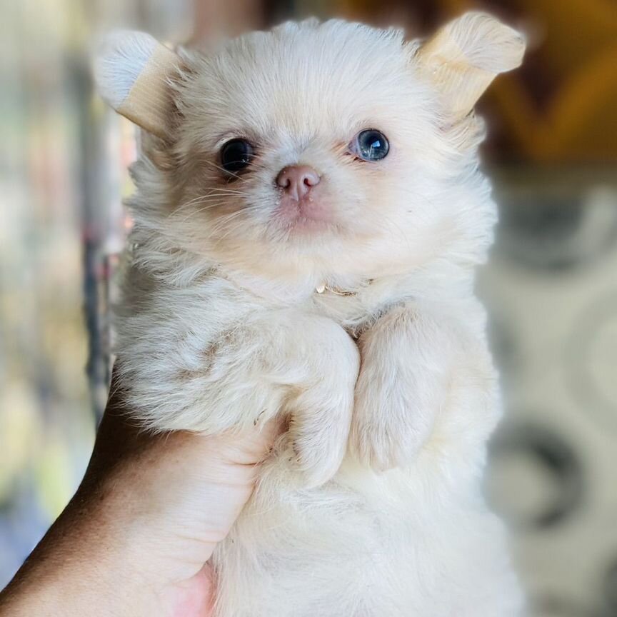 Чихуахуа девочка снежинка