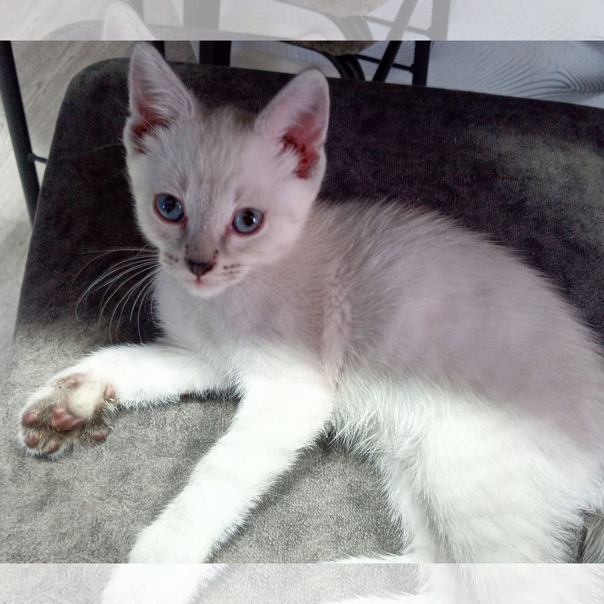 Котёнок в добрые руки