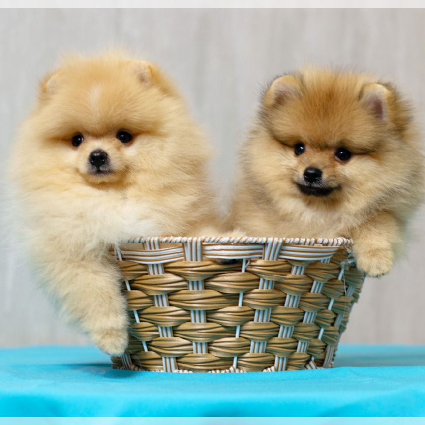 Померанский шпиц, щенок