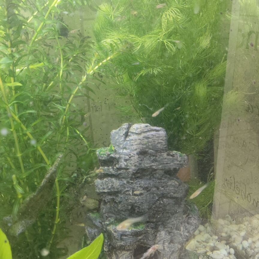 Аквариумные растения прополка