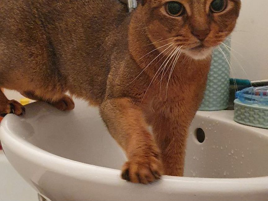 Абиссинская