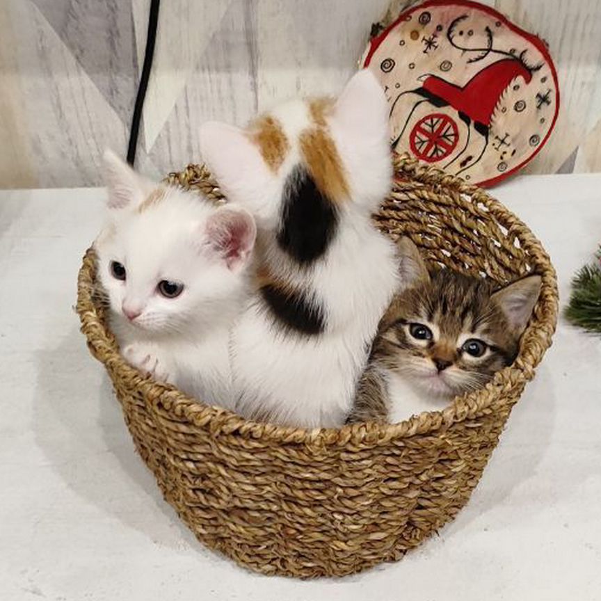 Котята