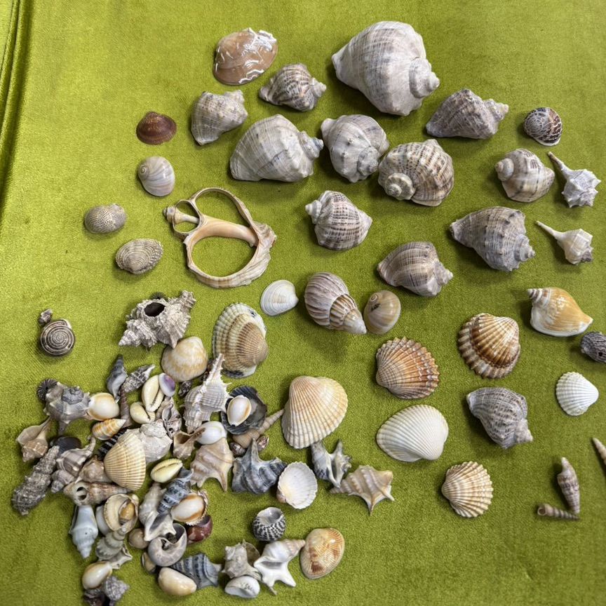 Разные ракушки