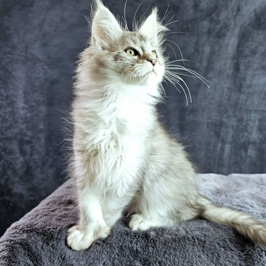 Котята мейн-кун полидакт