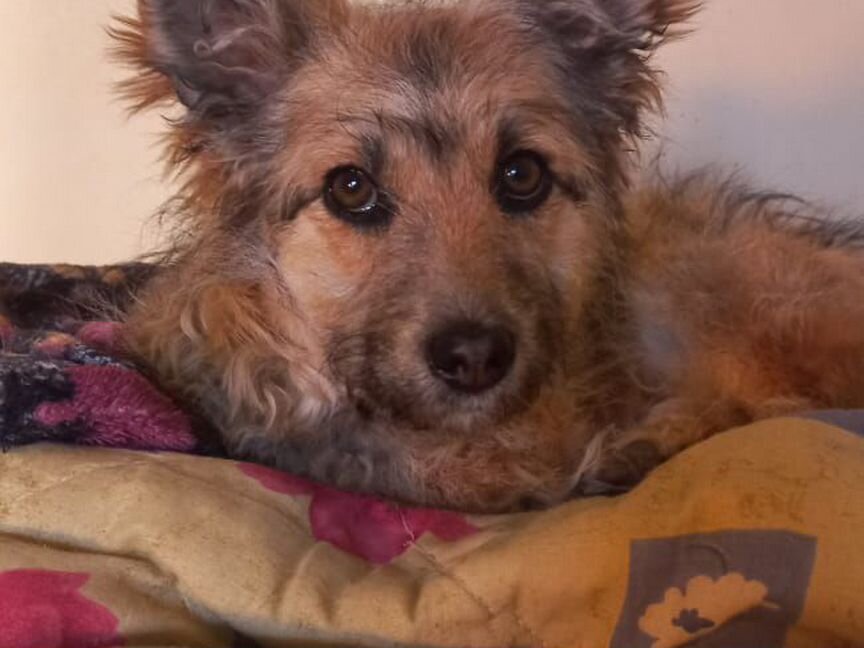 Щенок в добрые руки бесплатно