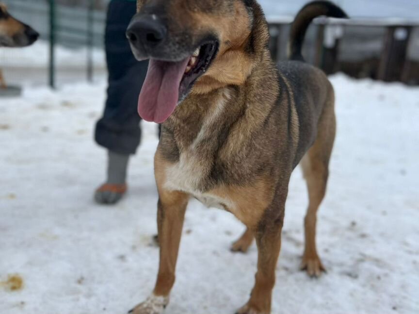 Август в добрые руки