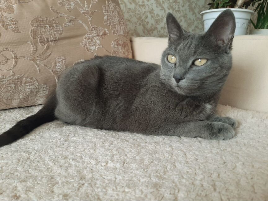 Отдам в добрые руки кошку русскую голубую