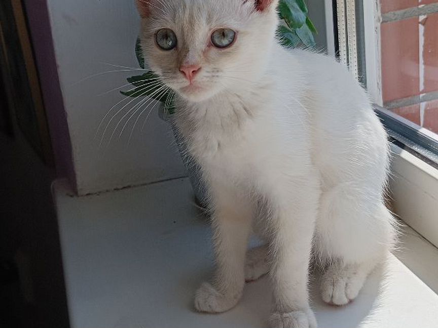 Голубоглазый Котик в добрые руки