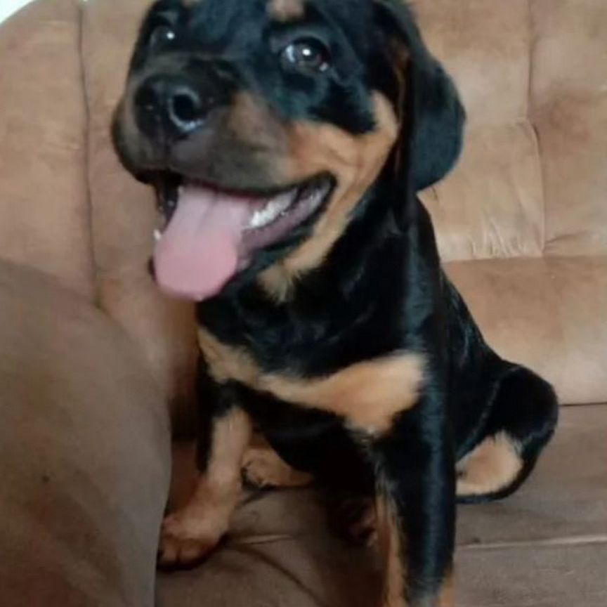 Ротвейлер, щенок