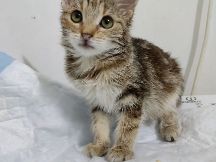 Котенок в дар