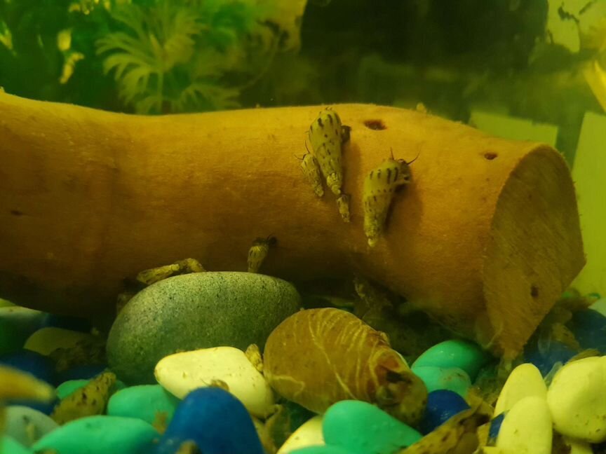 Улитки мелании и пистия