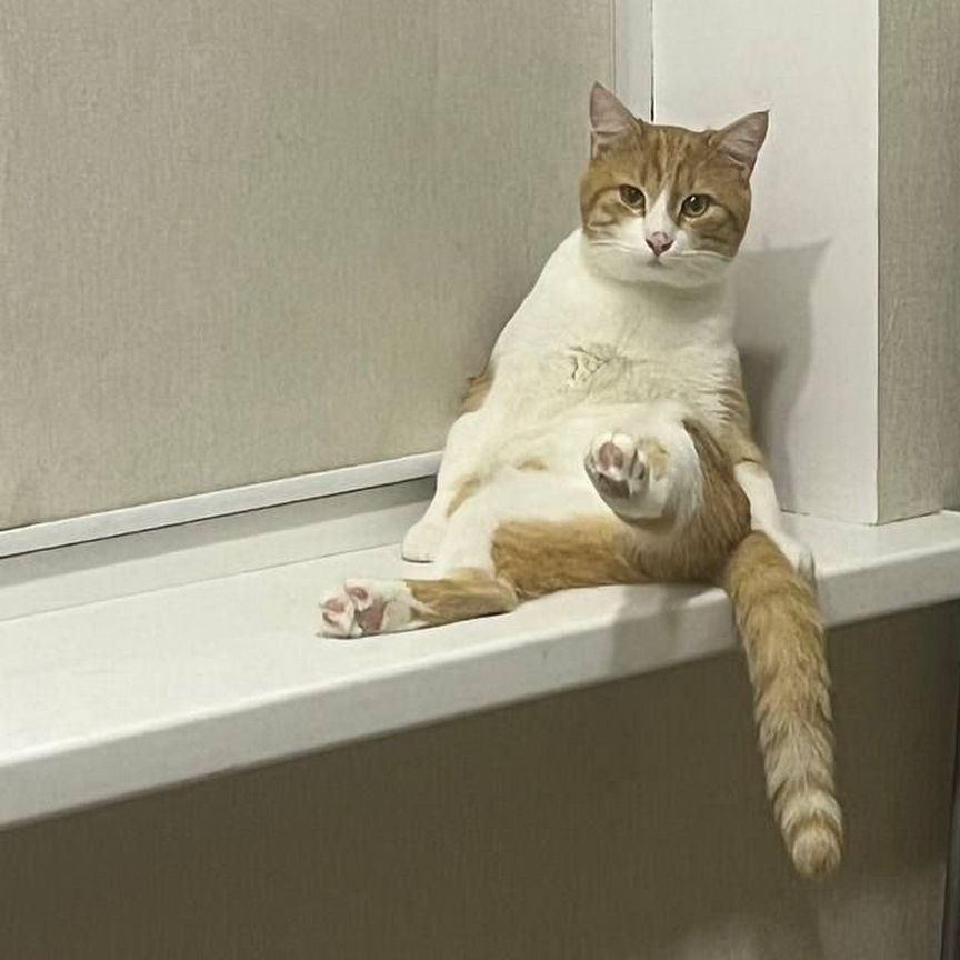 Взрослый кот в добрые руки